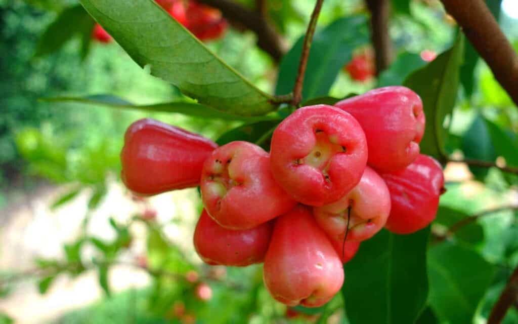 20 Must-Try Vietnamese Fruits You’ll Fall In Love With